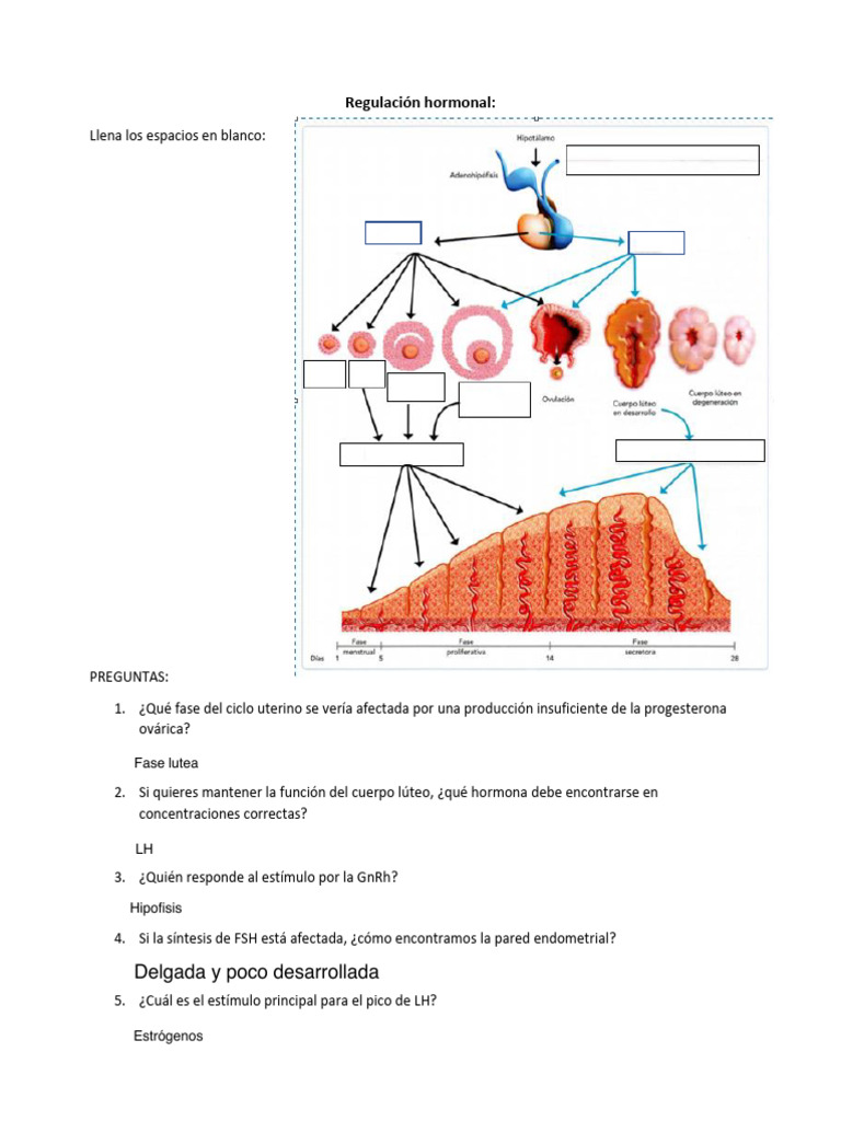 Regulación Hormonal | PDF