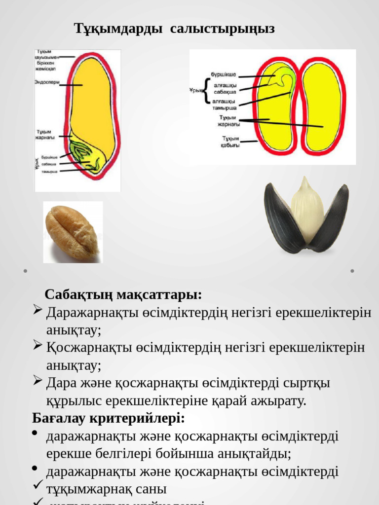 Biologija 8kl Oszharnatylar Zhne Darazharnatylar | PDF