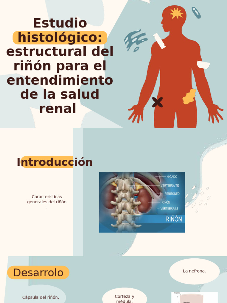 The Role of Hormones in the Human Body Education Presentation in Beige ...