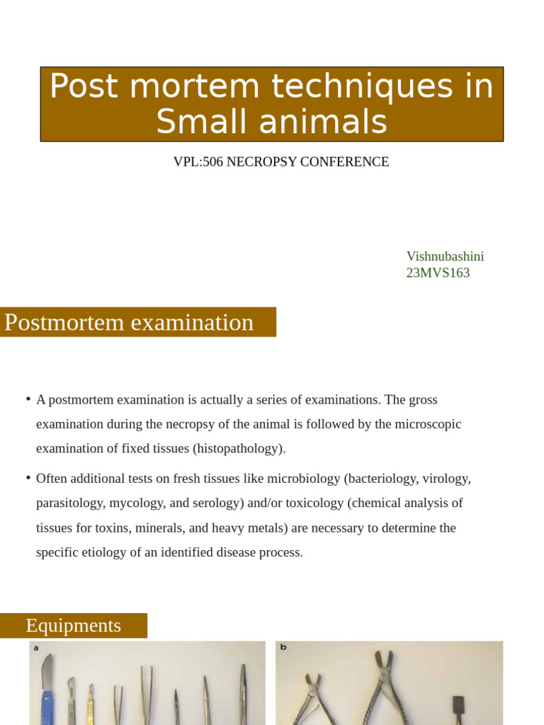 Small Animal Necropsy Techniques Guide | PDF | Stomach | Pelvis