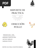 Anatomia y Fisiologia Del Pollo | PDF | Pollo | Anatomia animal