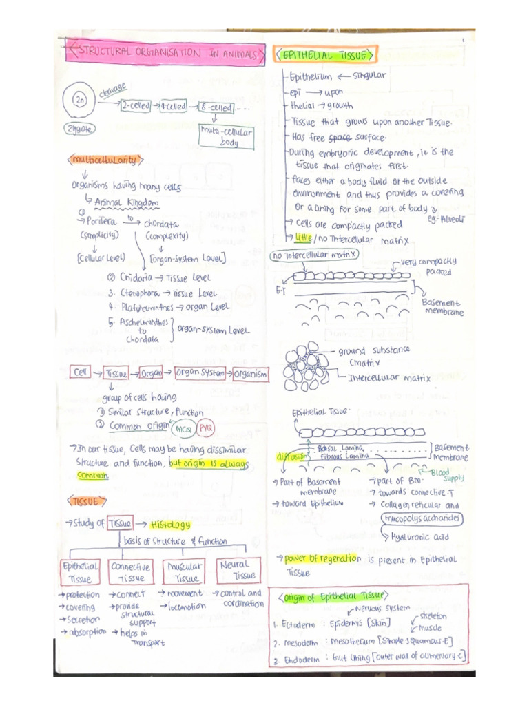 Structure of Animals (TISSUE) | PDF
