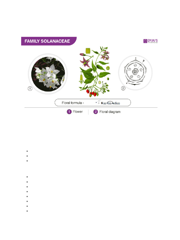 Solanaceae Family Floral Characteristics | PDF