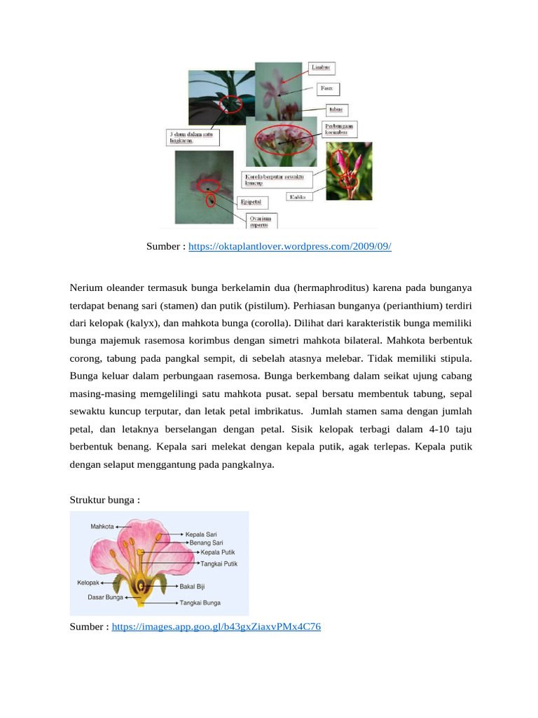 Morfologi bunga | PDF
