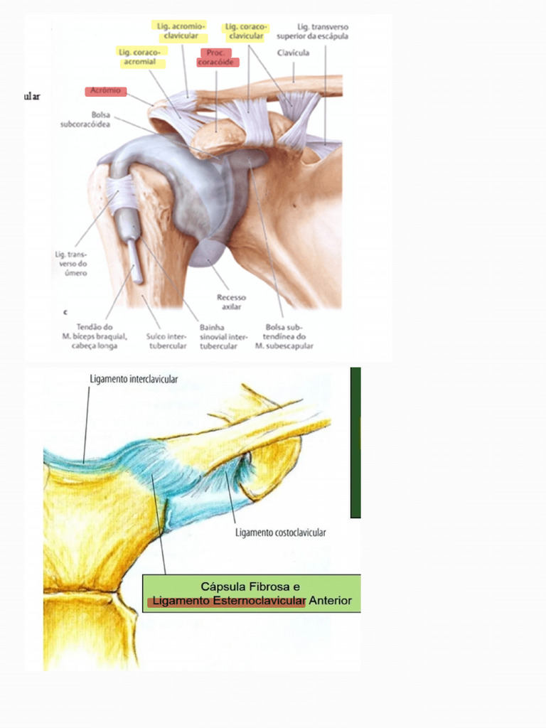 Prática Anato 3_241202_005454 | PDF