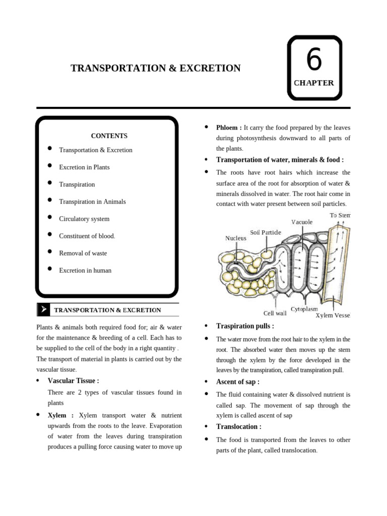Transportation - Excretion | PDF | Artery | Blood Vessel