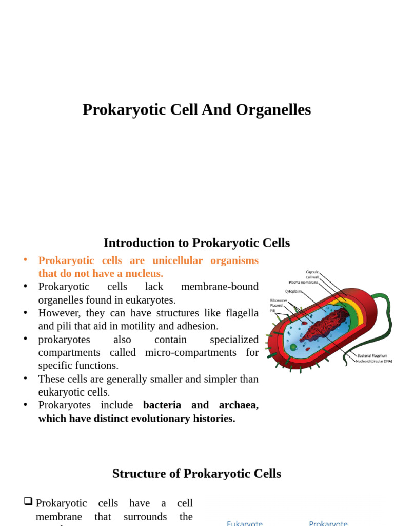 Prokaryotic Cell and Organelles | PDF
