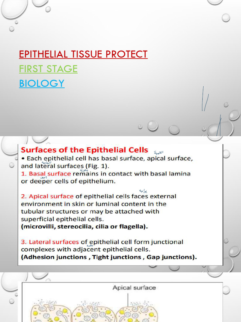 Histology Lecture 1 | PDF