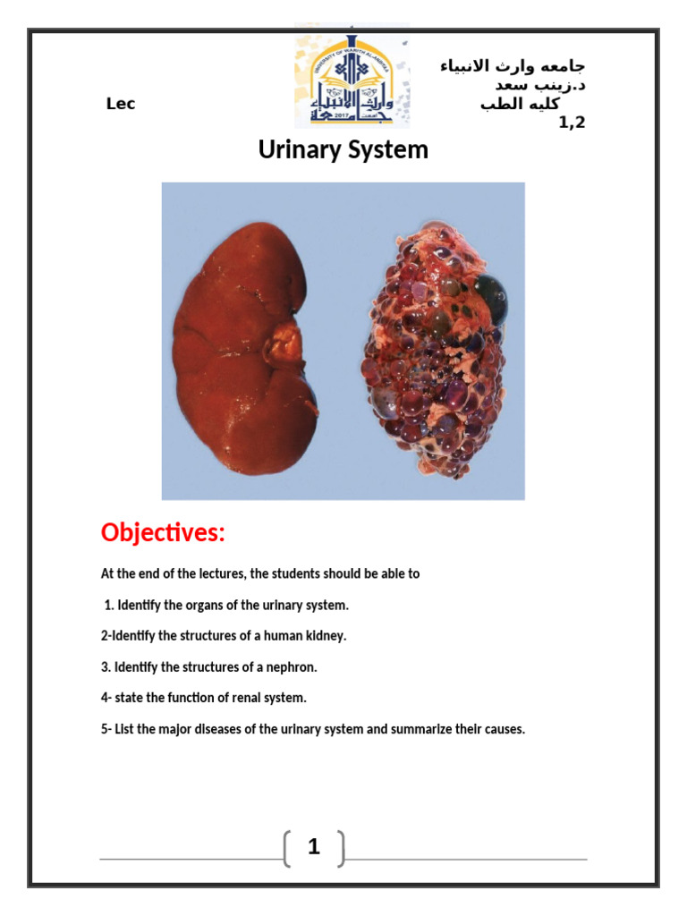 Human biology lecture 4 | PDF | Kidney | Urinary System