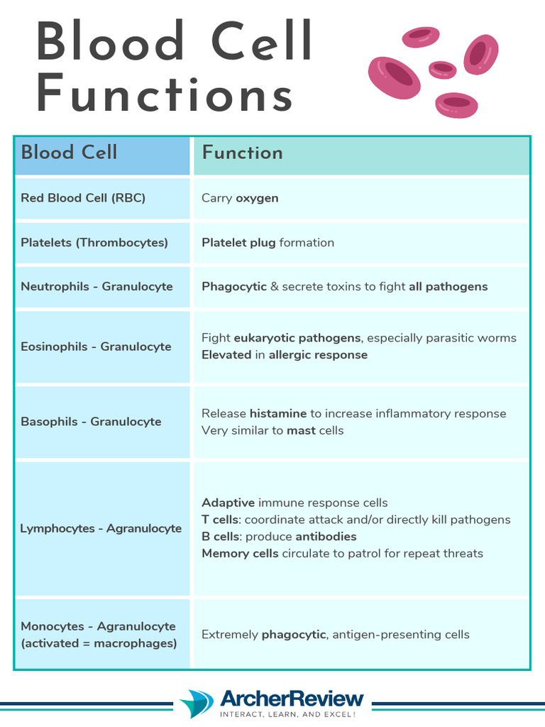Blood Cell Functions Cheat Sheet1112025 | PDF