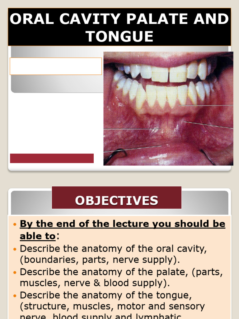 1 - Oral Cavity Palate and Tongue | PDF | Tongue | Primate Anatomy