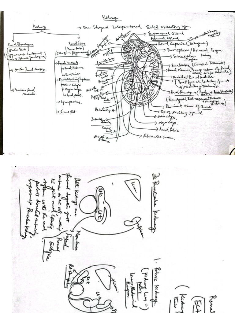 Kidney (Anatomy, Normal Anatomical Variants and Renal Ectopia) - 1 Bhy ...
