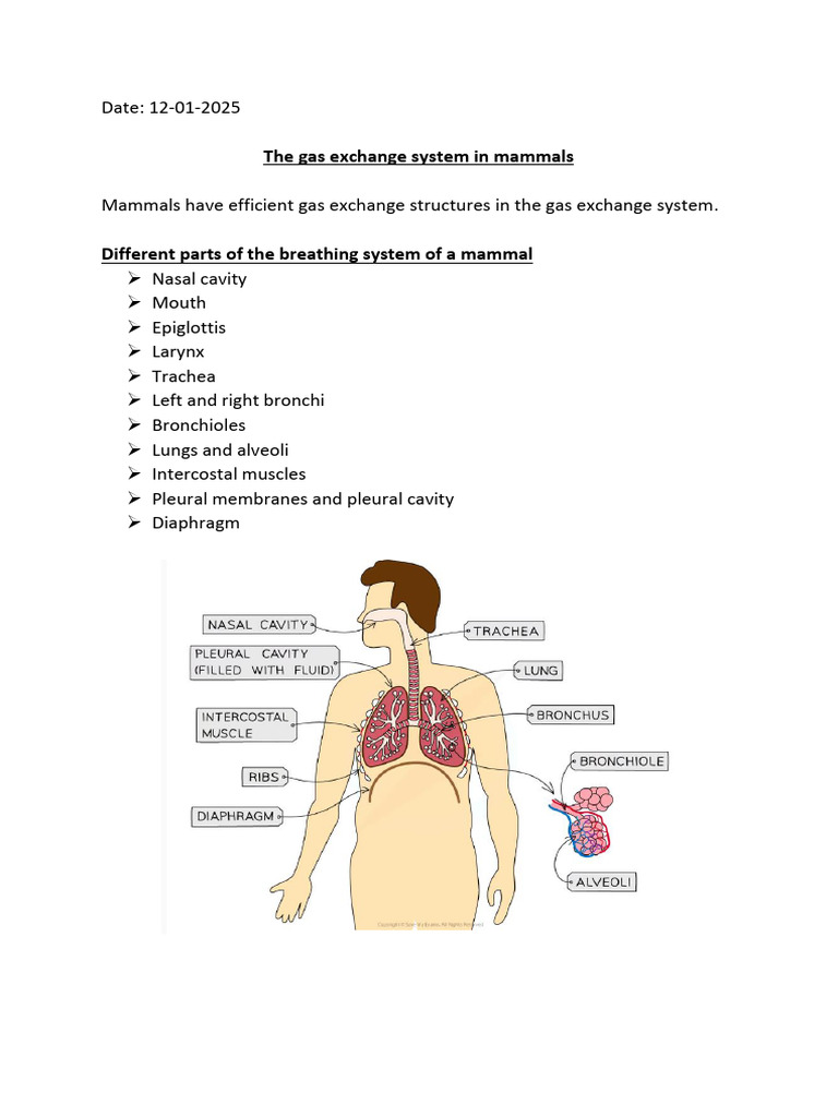 Mammalian Gas Exchange Overview | PDF