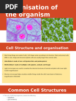 4 - Specialised Cells in Plants and Animals | PDF | Cell (Biology) | Root