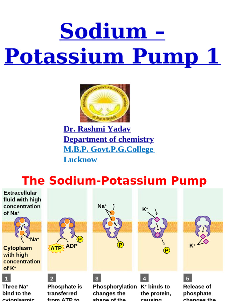 Sodium-Potassium Pump Mechanism | PDF | Adenosine Triphosphate | Sodium