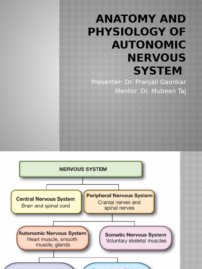 Reflexes and Homeostasis in ANS | PDF | Autonomic Nervous System | Nerve