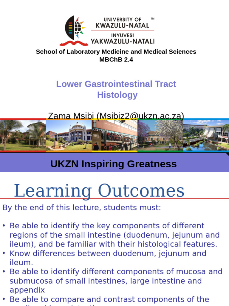 2. Histology of Lower GIT | PDF | Gastrointestinal Tract | Epithelium
