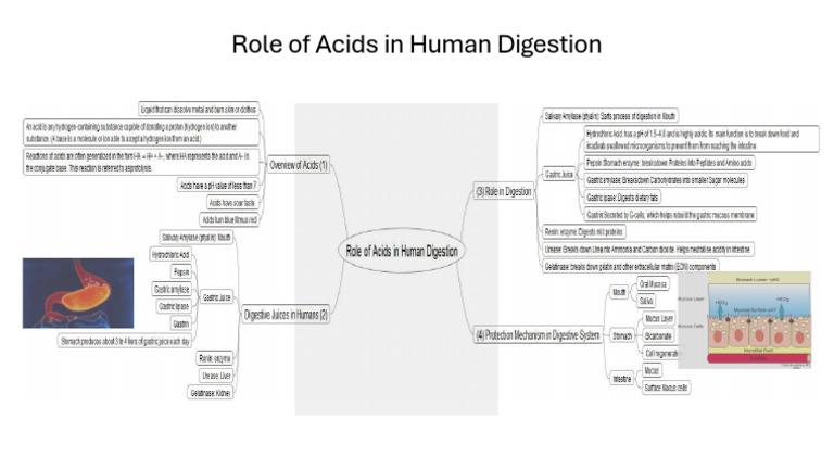 Acids in Human Digestion | PDF