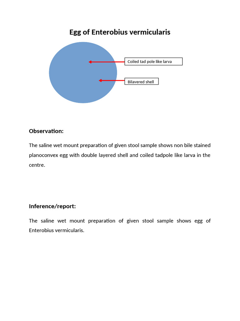 Enterobius Vermicularis Egg Chart-1 | PDF