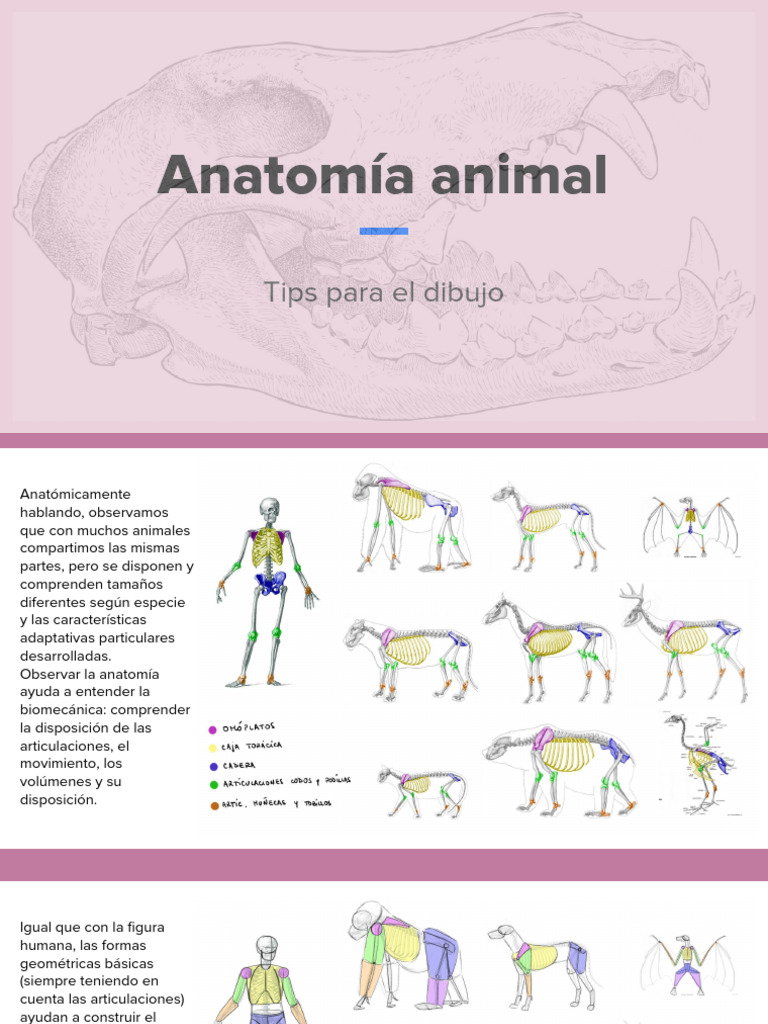 Anatomia Animal Tips y Refes | PDF | Articulación