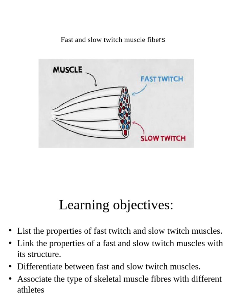Fast and Slow Muscles | PDF | Skeletal Muscle | Physical Fitness