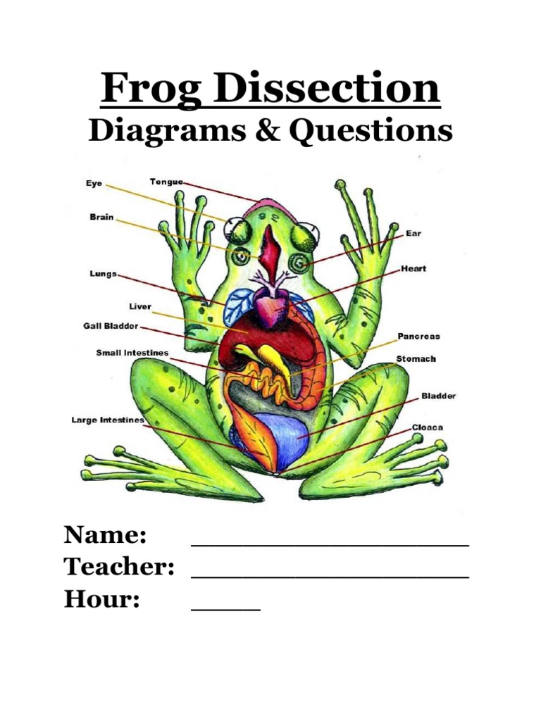 Frog Internal Anatomy Digestive System