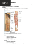 Músculos Dos Membros Inferiores | PDF | Quadril | Joelho