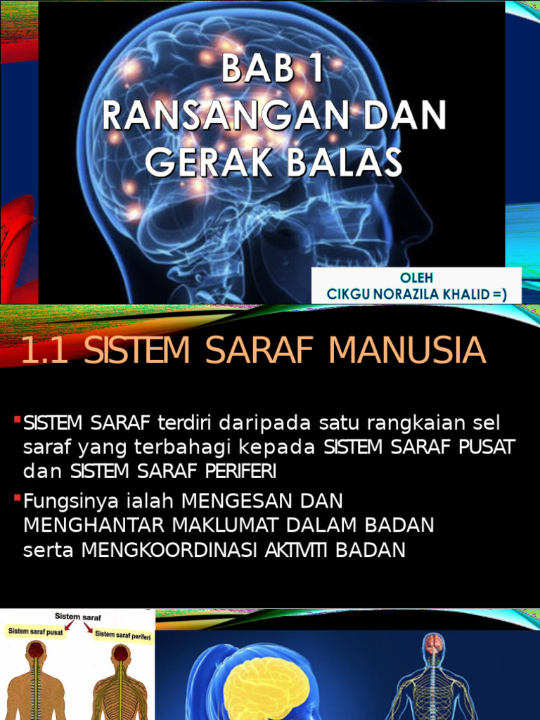 Bab 1 Rangsangan Dan Gerak Balas | PDF
