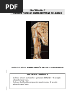 Anatomía del Brazo: Estructura y Función | PDF | Codo | Extremidades ...