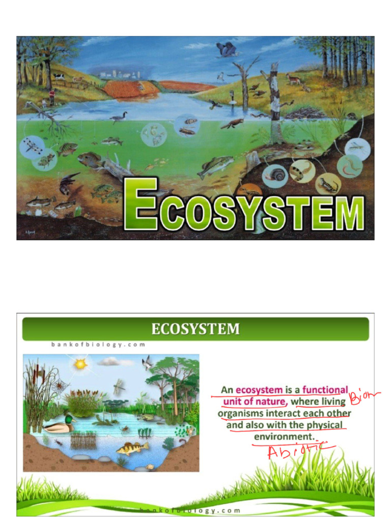Ecosystem PPT - 241126 - 132645 | PDF