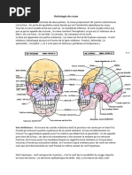 Anatomie du diaphragme stylien | PDF | Tête et cou chez l'humain ...