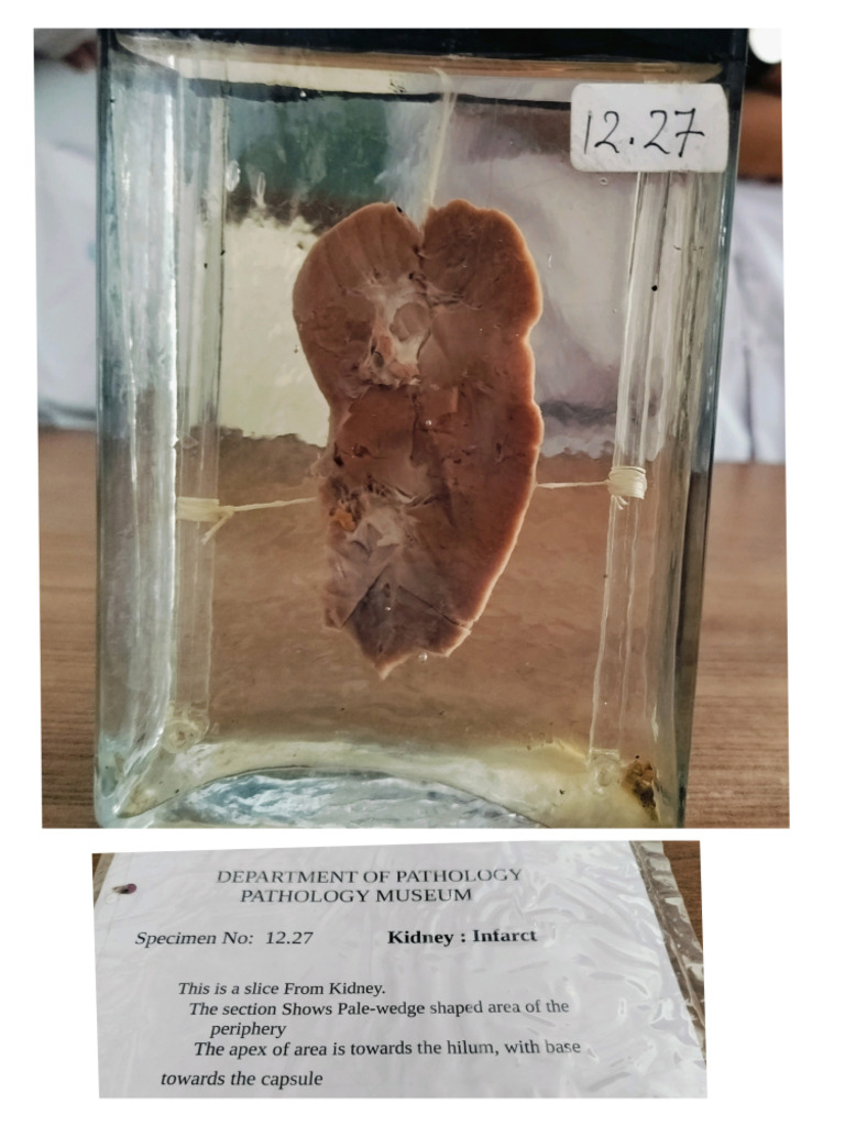 2025 02 10 Pathology Practical | PDF