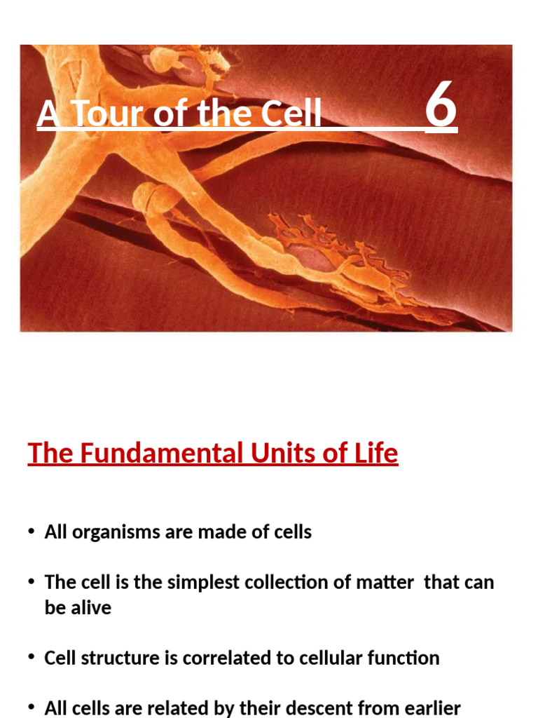 (6) a Tour of the Cell 2 | PDF | Endoplasmic Reticulum | Cell Nucleus