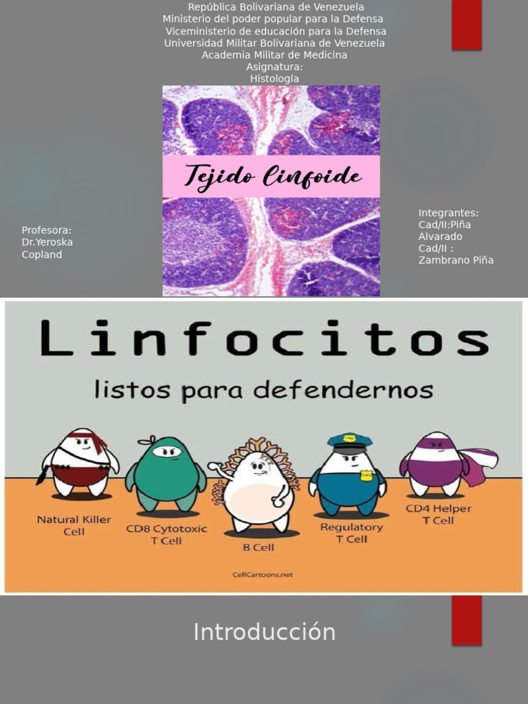 Tejido Linfoide: Estructura y Función | PDF | Sistema linfático ...