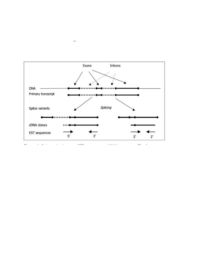 Expressed Sequence Tags | PDF | Complementary Dna | Gene