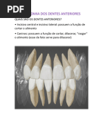 Anatomia dos Caninos Dentais | PDF | Dente | Rosto