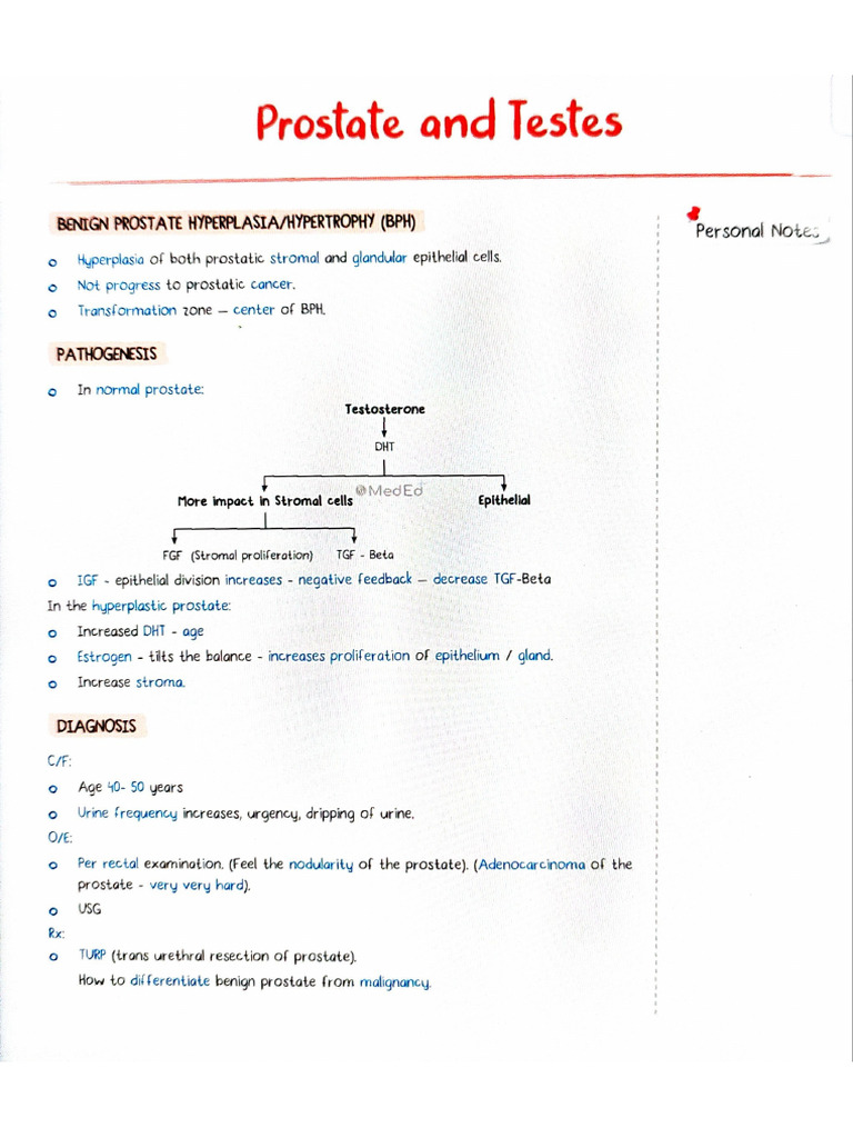 Prostate and Testes | PDF