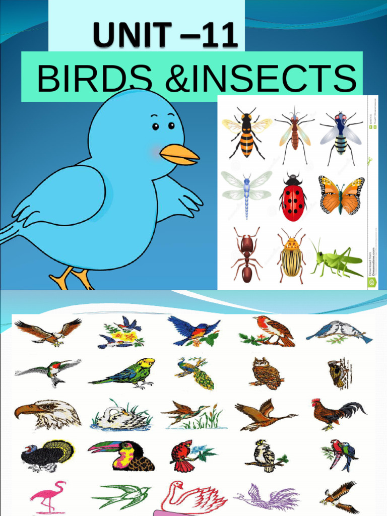 Birds and Insects | PDF