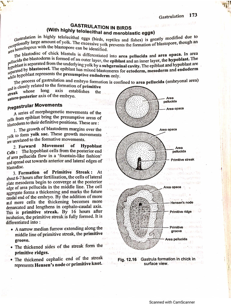 Chick Development | PDF