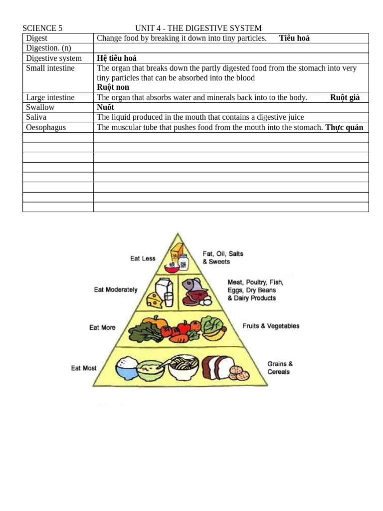SCIENCE 5 UNIT 4 The Digestive System | PDF