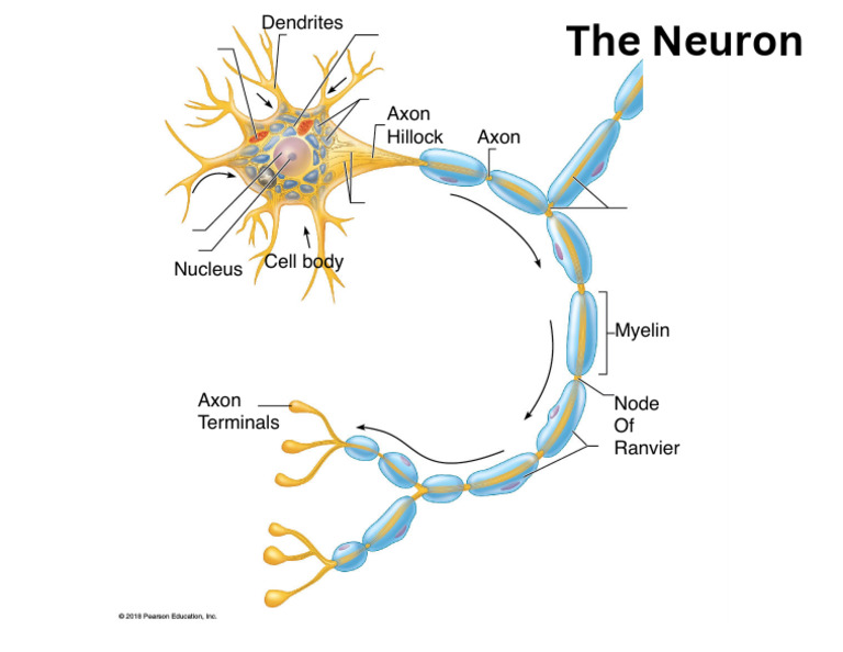 Parts of A Neuron | PDF