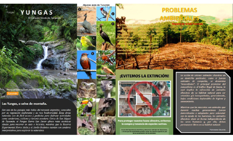 Folleto Yungas | PDF