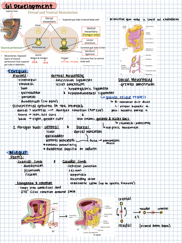 Foregut, Midgut, and Hindgut Development | PDF