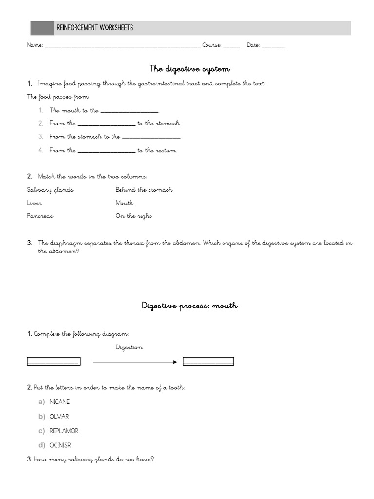 The Digestive System - Reinforcement Worksheets | PDF | Stomach | Digestion
