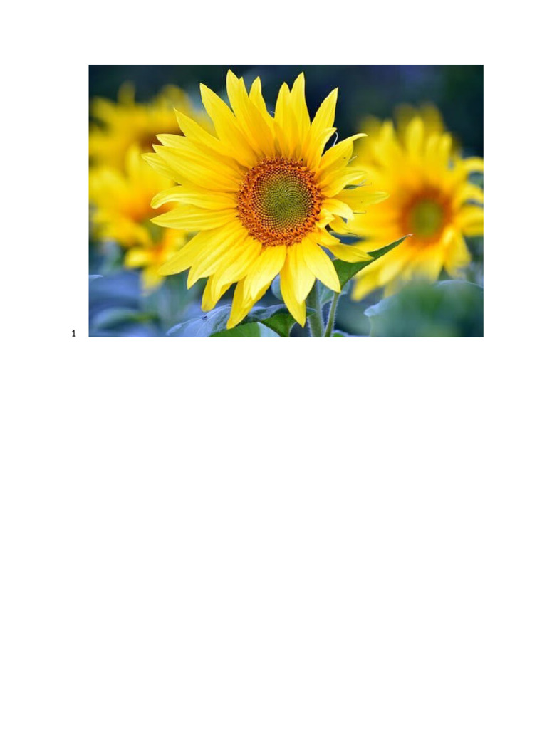 imagen de un girasol | PDF
