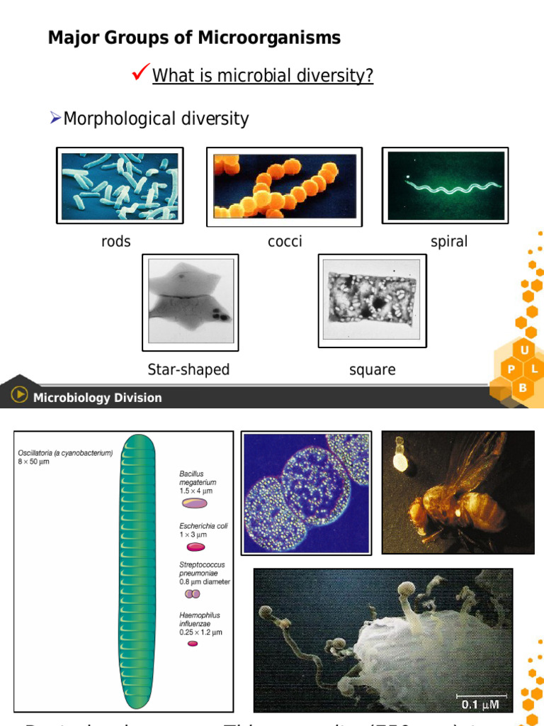 Lecture 1b Microbial Diversity Survey of Different Groups of Bacteria 1 ...