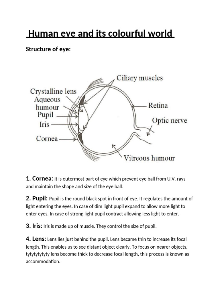 Eye Light Regulation and Focal Length | PDF | Eye | Refraction