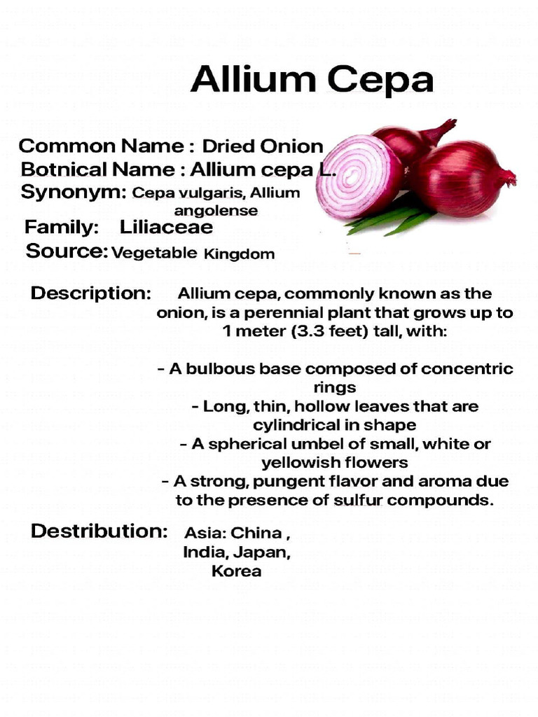 Allium Cepa: Onion Overview and Uses | PDF