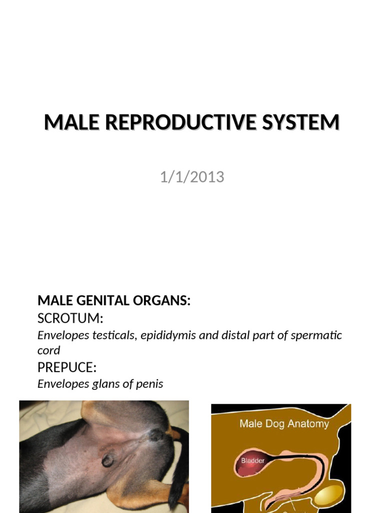 (Part 1) Male Genital Sys 1jan2013 | PDF