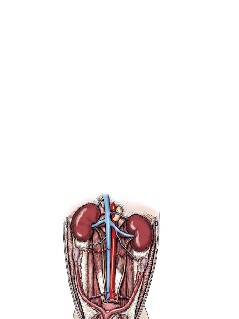 Canine Renal System | PDF
